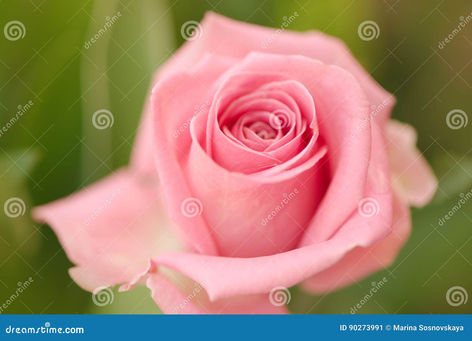 Closeup of a Single Pink Rose Stock Image - Image of mothers, blossom ...
