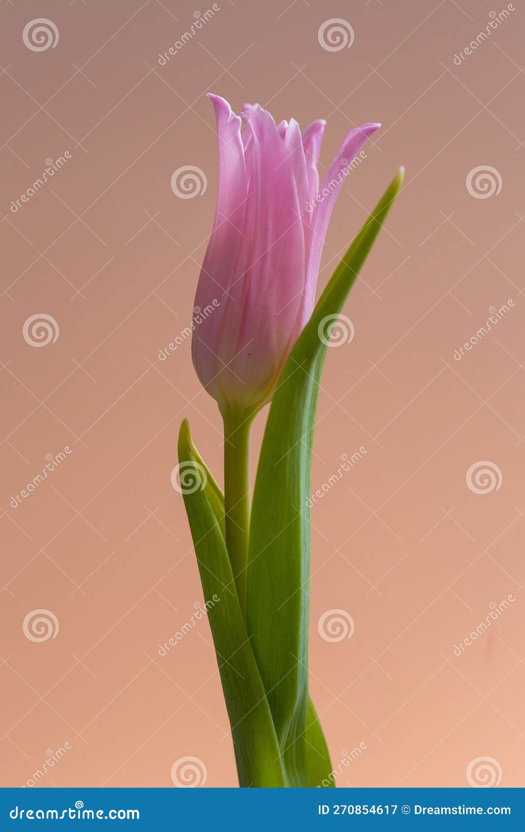 Closeup of a Single Pink Tulip Flower Stock Image - Image of pink ...