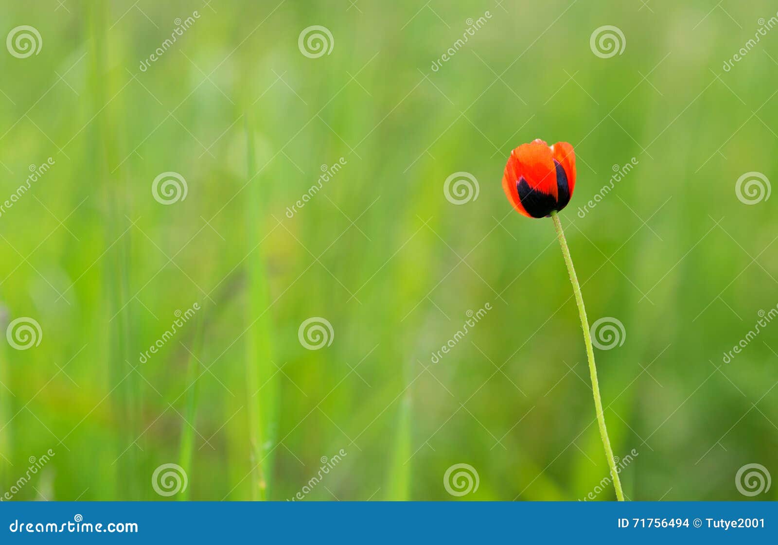 Closeup of Single Poppy Flower in Field of Grass Stock Photo - Image of ...