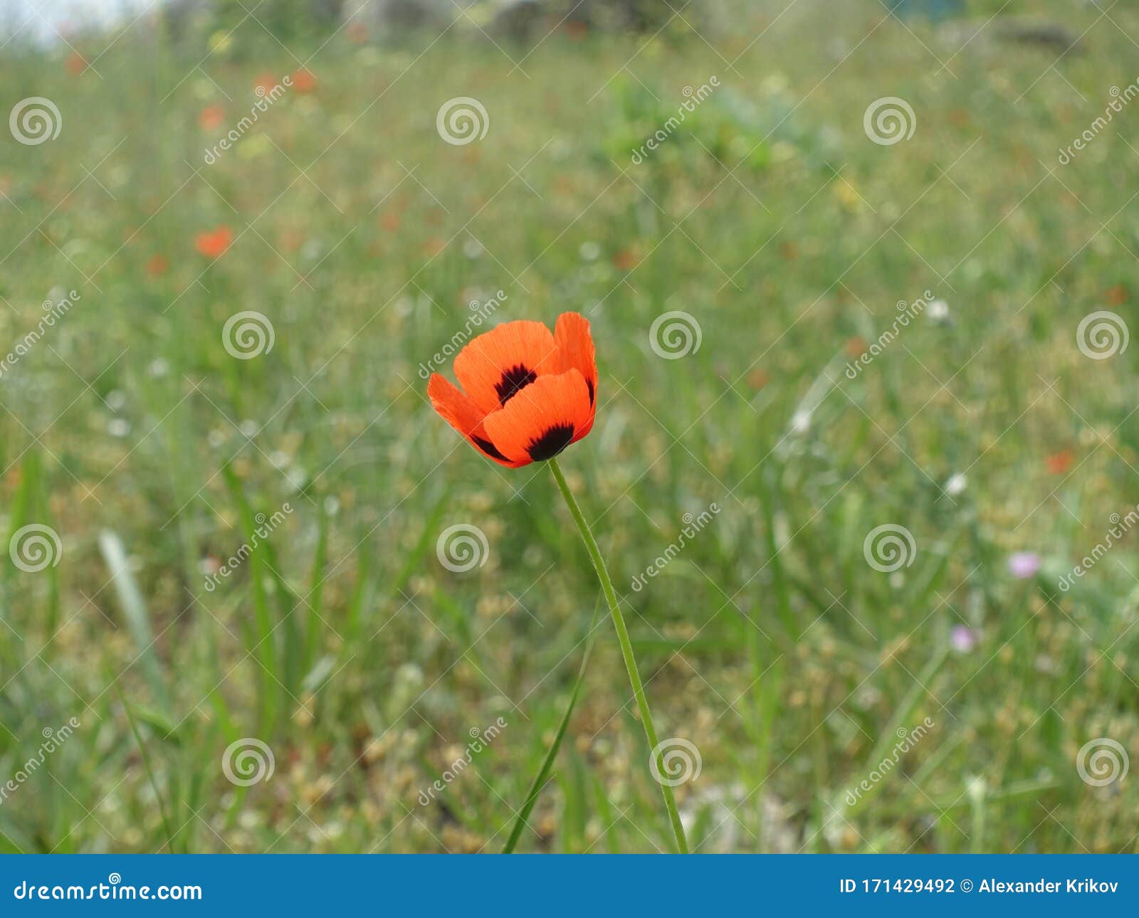 Closeup of Single Red Poppy Flower Stock Photo - Image of wild, closeup ...