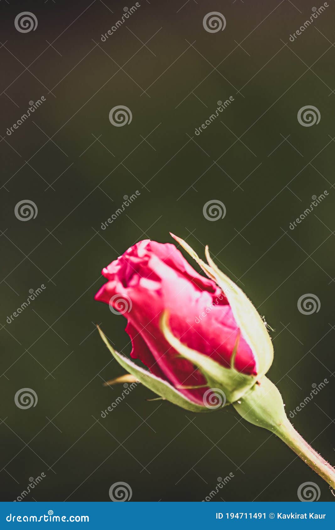 A Single Red Rose with Black Background Stock Image - Image of plant ...