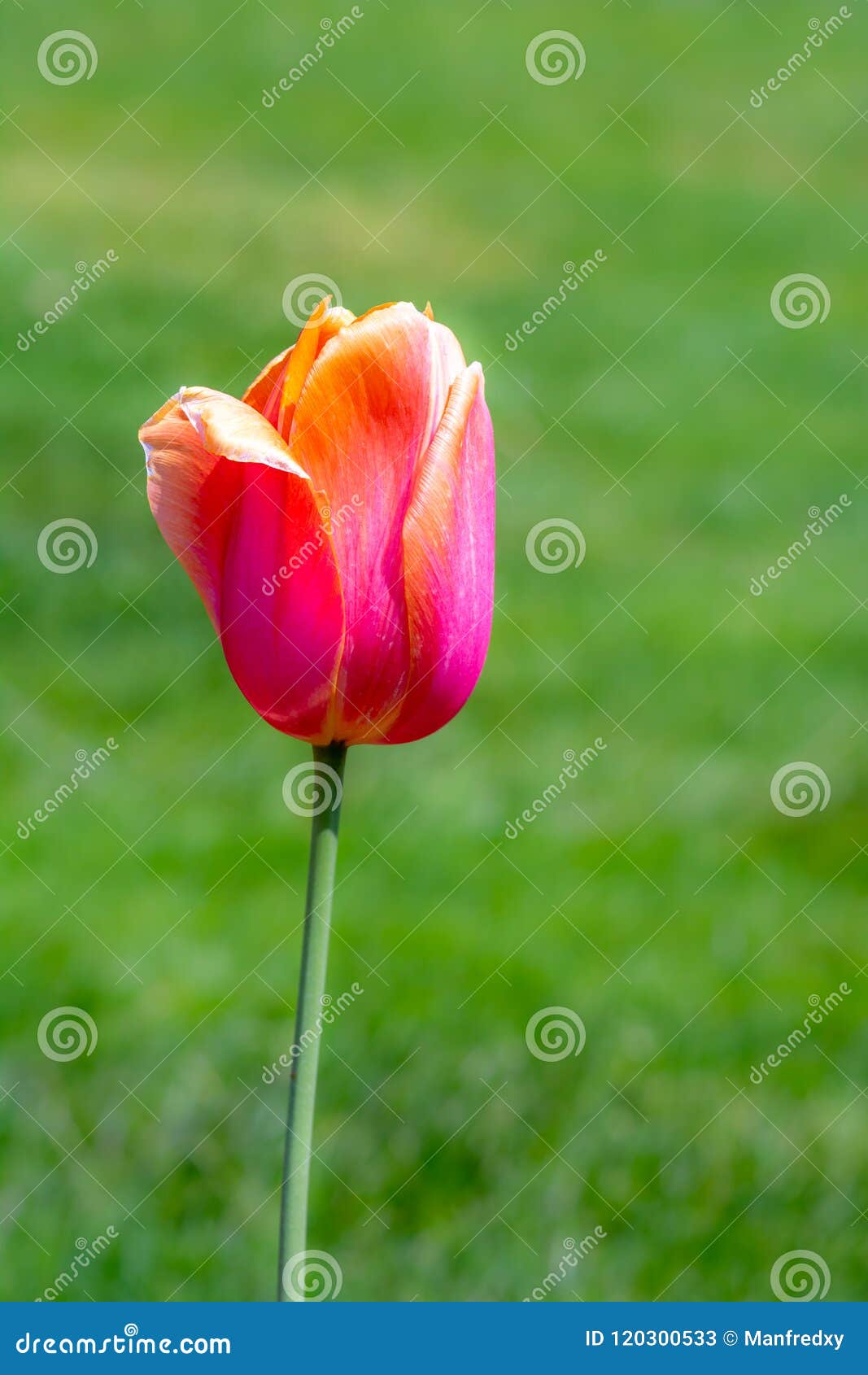Single red tulip flower stock image. Image of season - 120300533