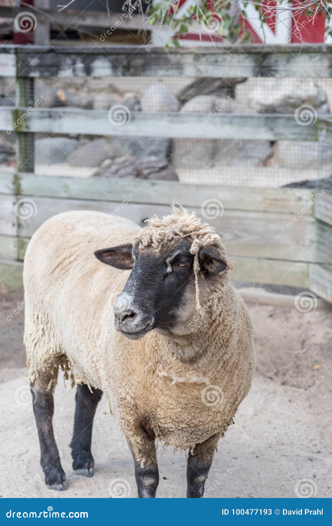 Closeup of a single sheep stock image. Image of single - 100477193