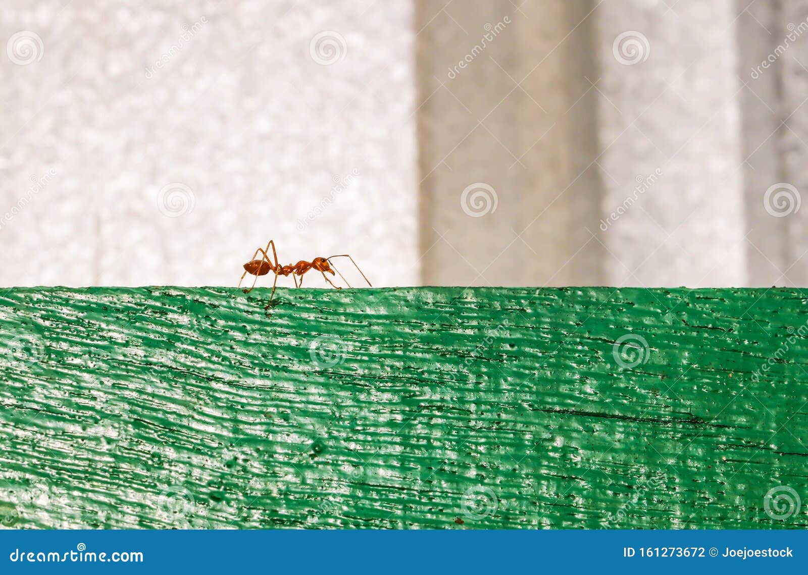 Closeup of Single Small Orange Ant on the Fence Stock Photo - Image of ...