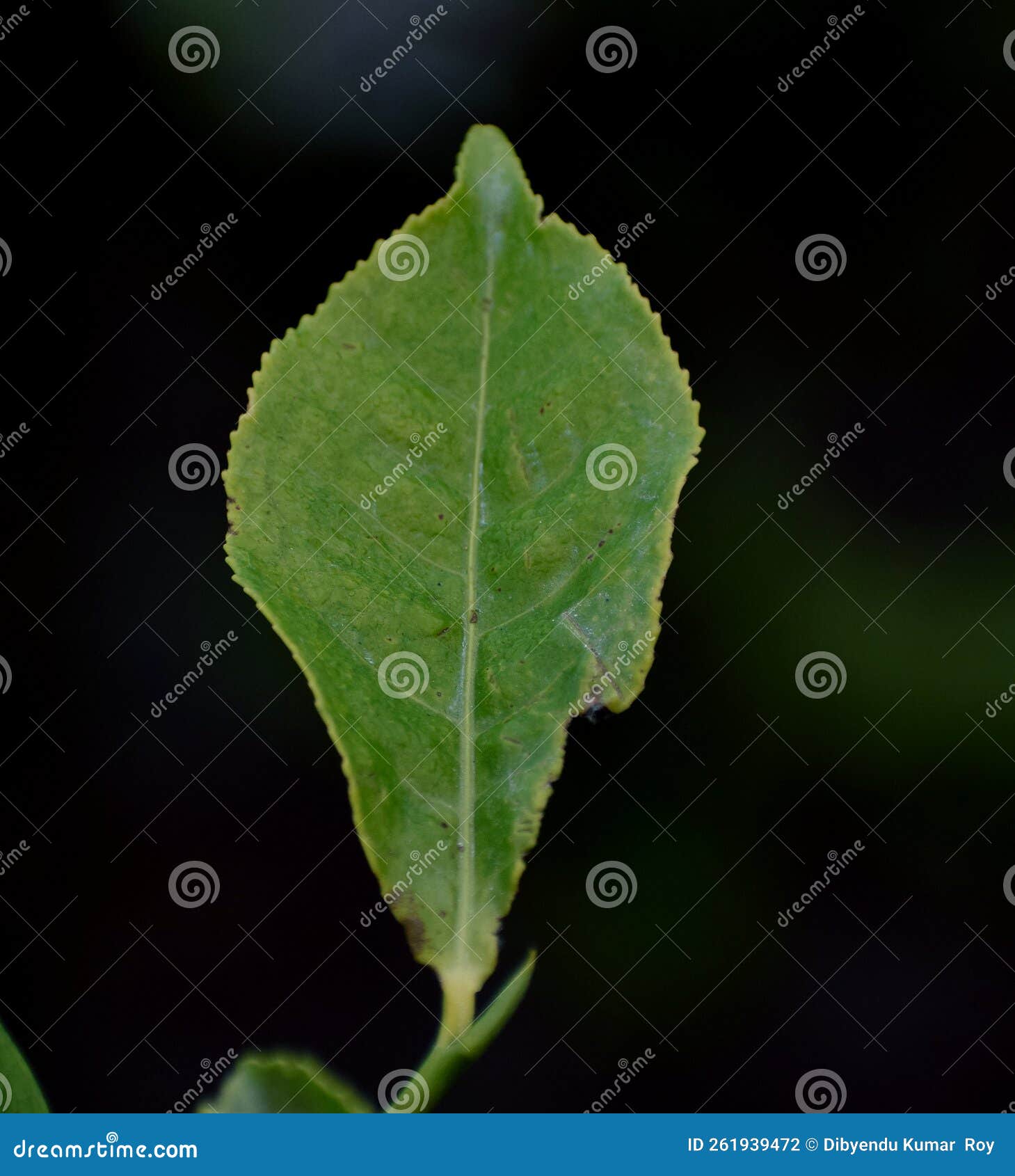 Closeup of a Single Tea Leaf Stock Photo - Image of green, garden ...