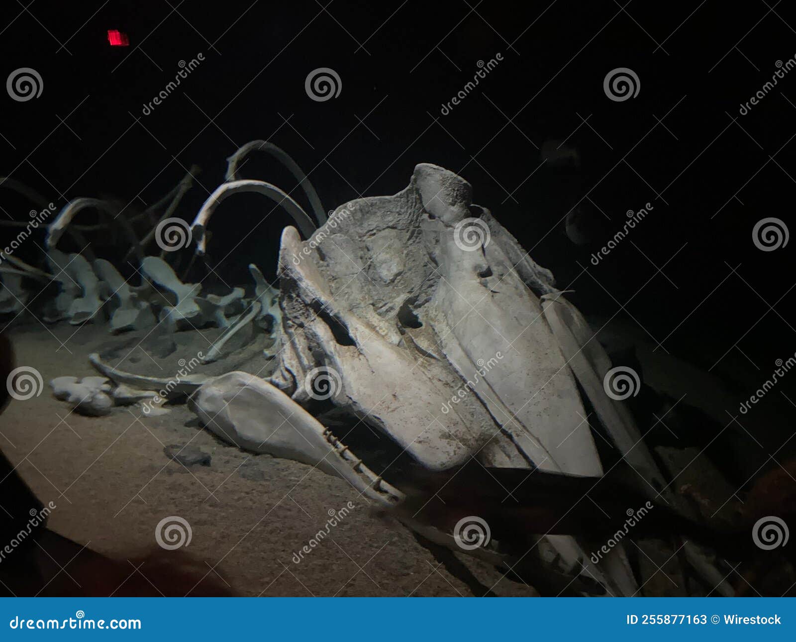 Closeup of a Skeleton Laying on the Sand Editorial Stock Photo - Image ...