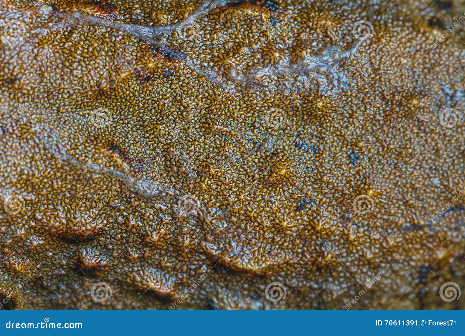 Closeup Skin of Asian River Frog Stock Image - Image of biology ...