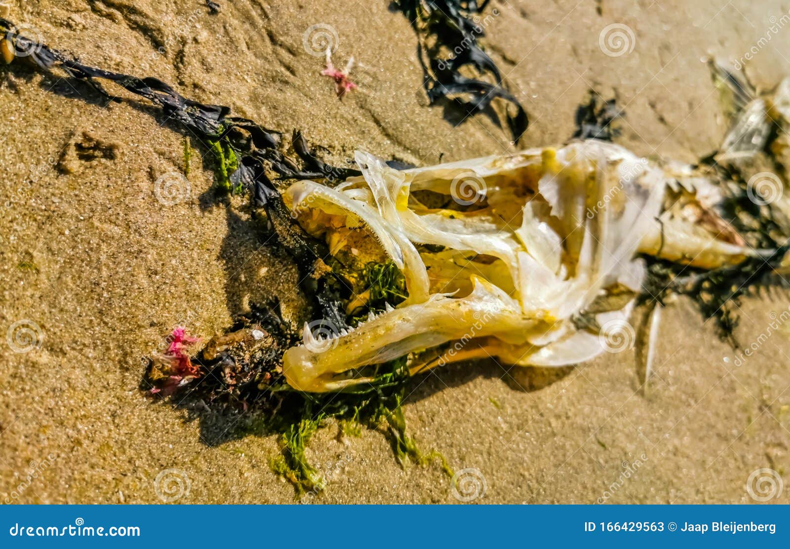 Closeup of the Skull with Denture of a Washed Ashore Fish, Skeleton ...