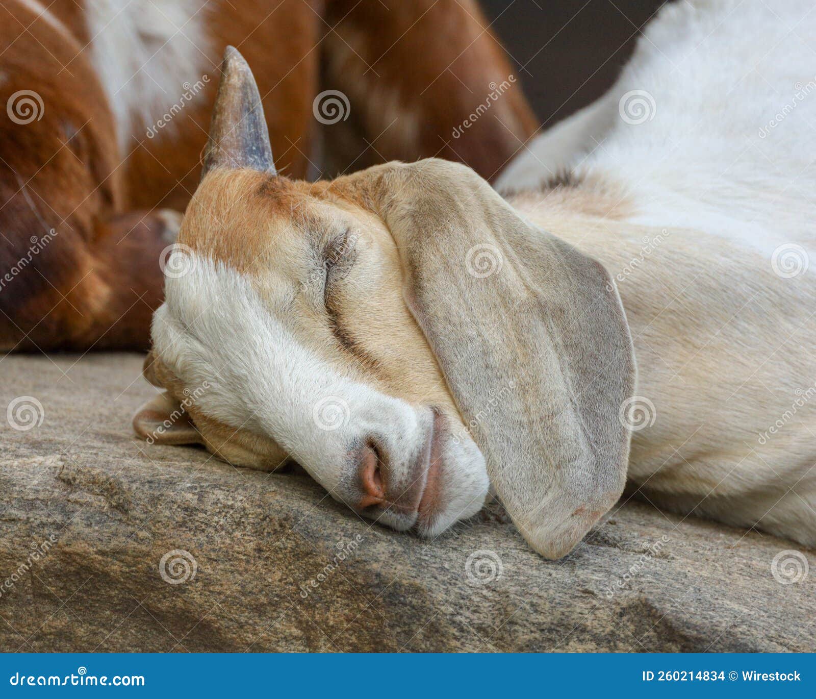 Closeup of a Sleeping Boer Goat on a Wooden Trunk Stock Photo - Image of closeup, outdoor: 260214834
