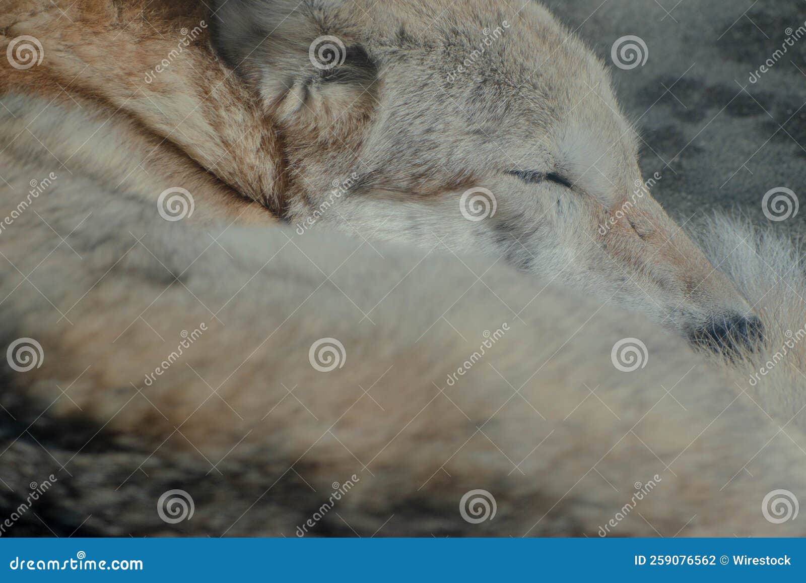 Closeup of a sleeping dog. stock photo. Image of tired - 259076562