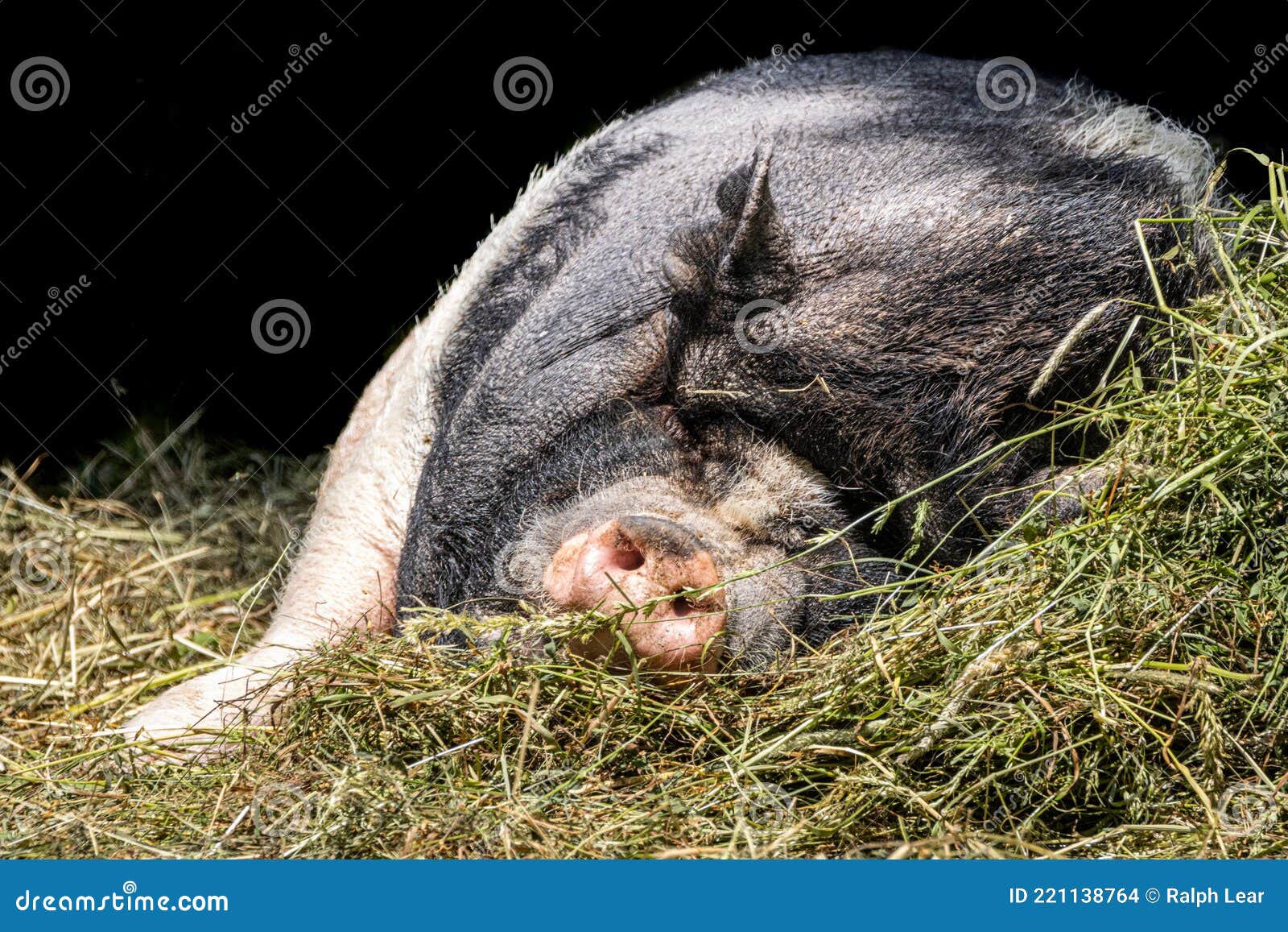 Closeup of a sleeping pig stock photo. Image of swine - 221138764