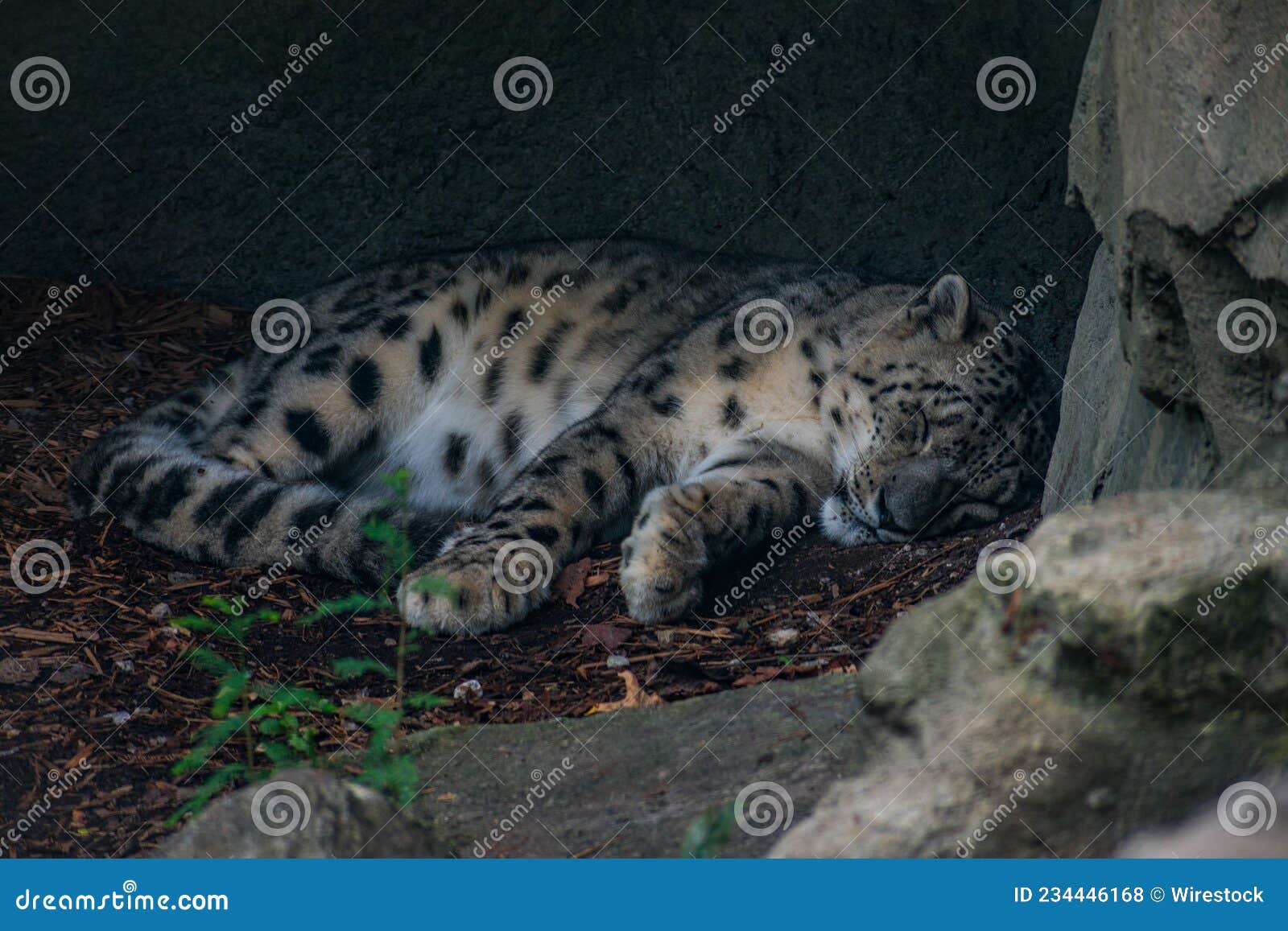 Closeup of the Sleeping Snow Leopard. Stock Photo - Image of animal ...