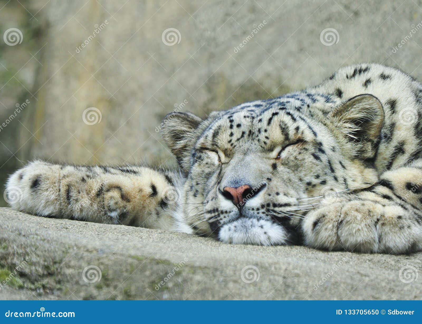 CLoseup of a Sleeping Snow Leopard Stock Photo - Image of predator ...
