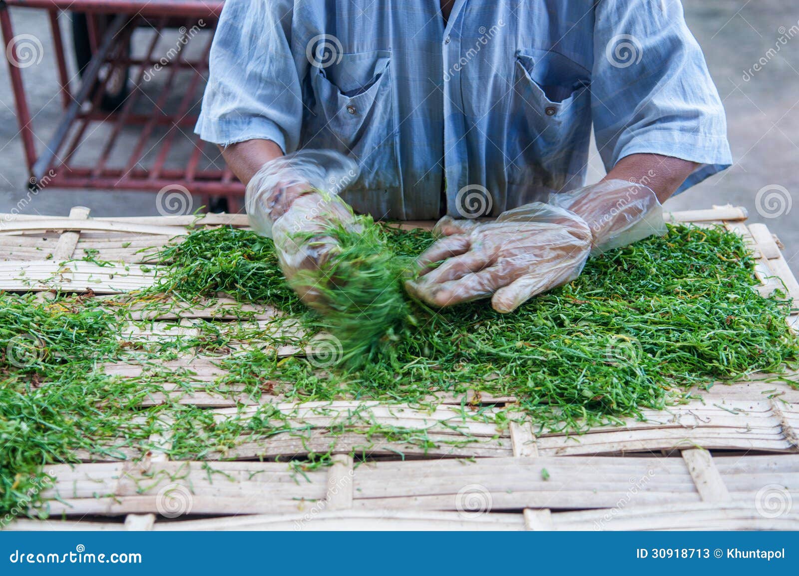 Closeup Sliced Tobacco Leaf on Drying Process Stock Image - Image of ...