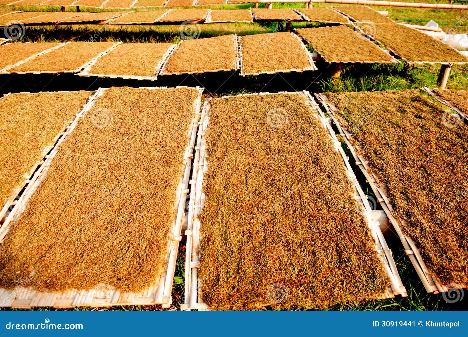 Closeup Sliced Tobacco Leaf on Drying Process Stock Image - Image of ...