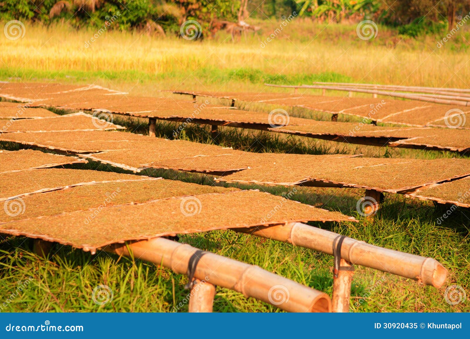 Closeup Sliced Tobacco Leaf on Drying Process Stock Image - Image of ...