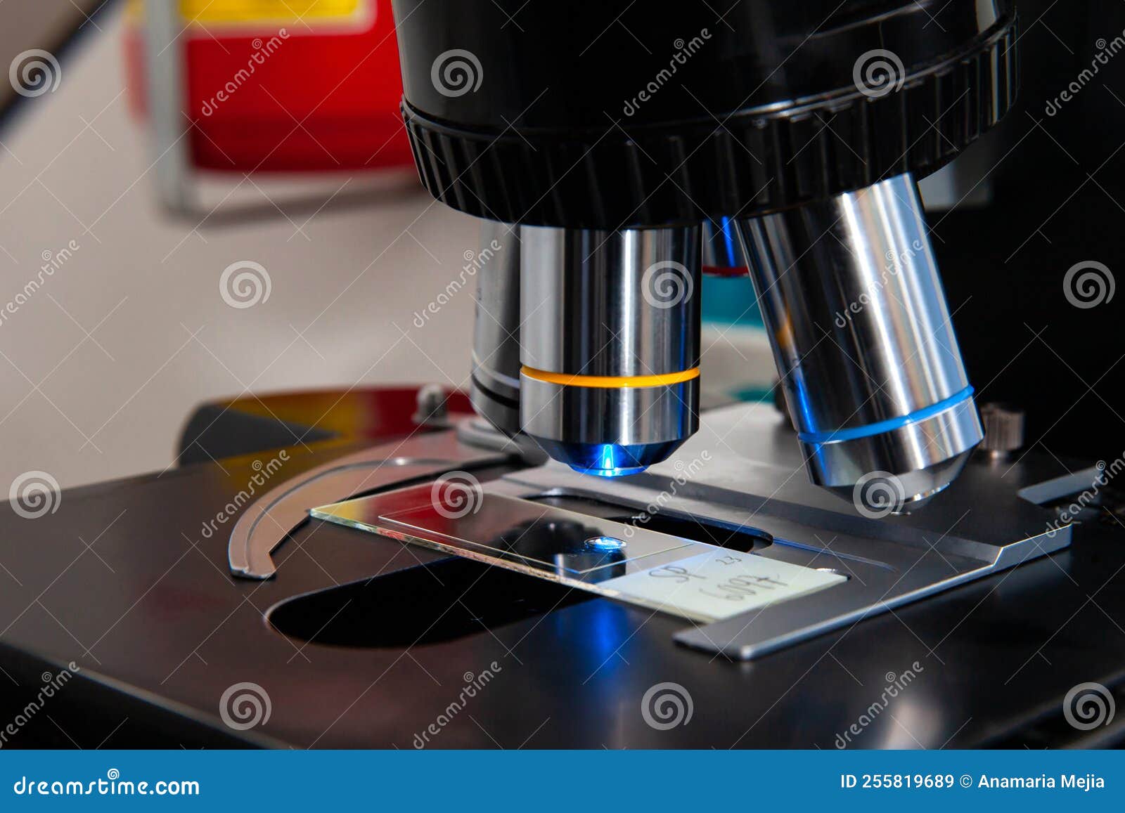 Fluorescence Microscope Image Of Human Cells Undergoing Mitosis Stock ...