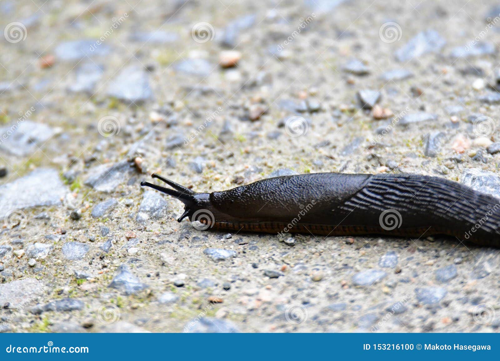 A closeup of Slug. stock photo. Image of drawings, slug - 153216100