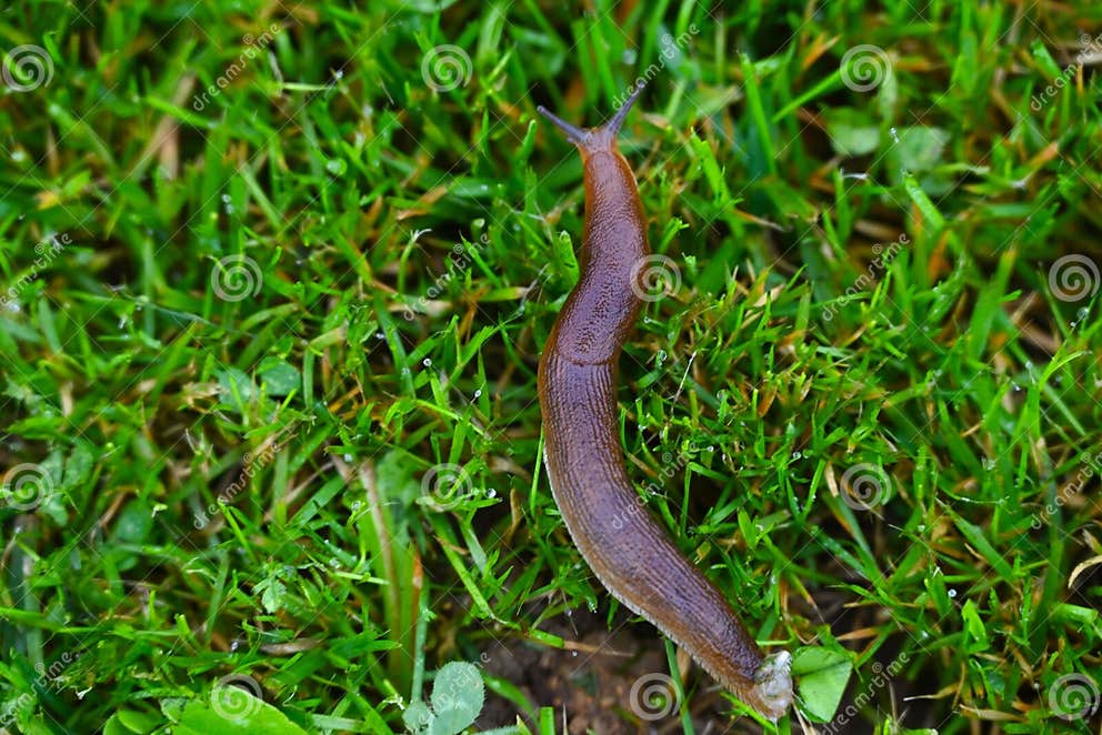 Closeup of a Slug on Green Grass Stock Photo - Image of slimy, crawling ...