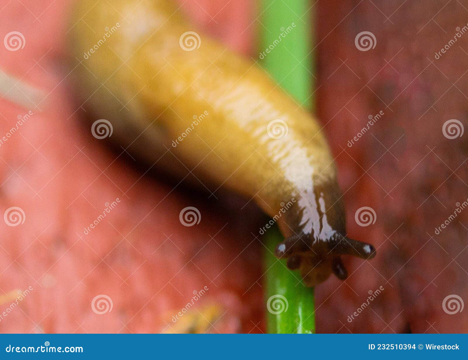 Closeup of a Slug or Land Slug, a Shell-less Terrestrial Gastropod ...