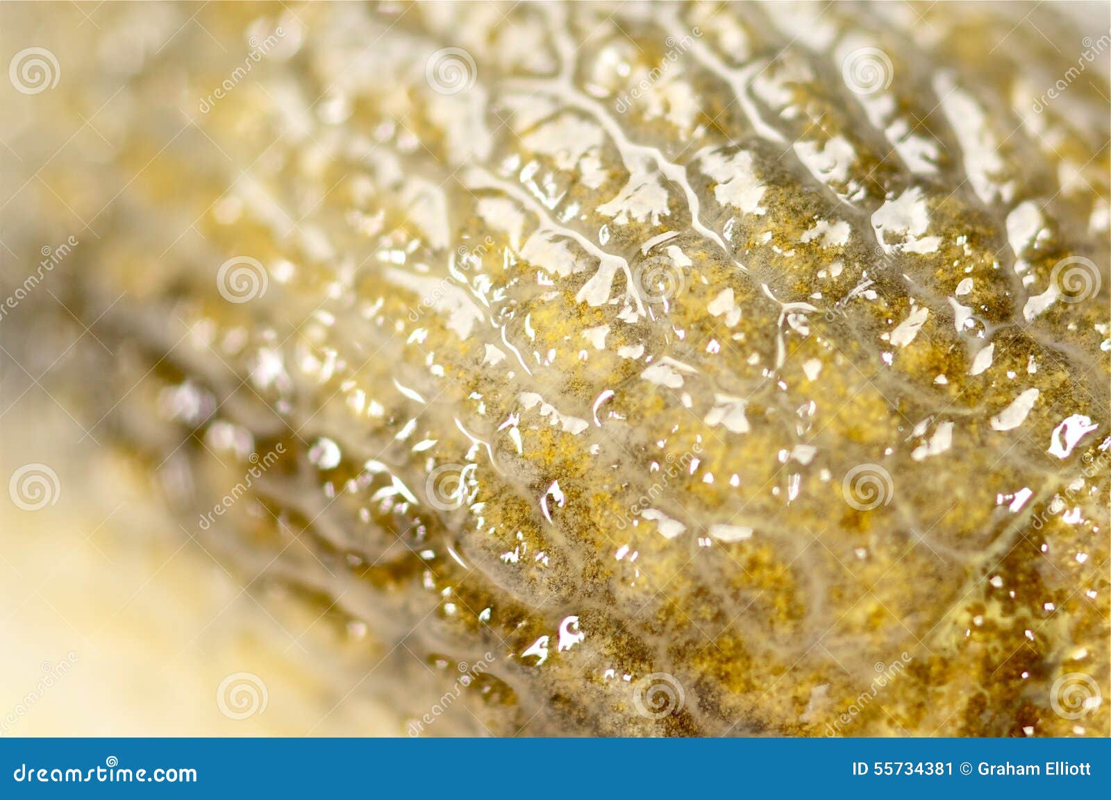 Closeup of a slugs body stock image. Image of closeup - 55734381