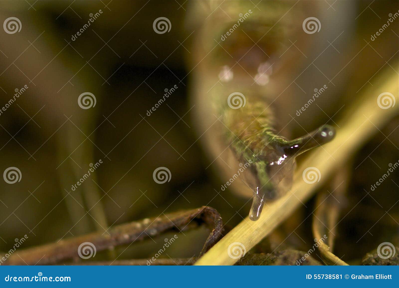 Closeup of a slugs eyes stock image. Image of micro, eyes - 55738581