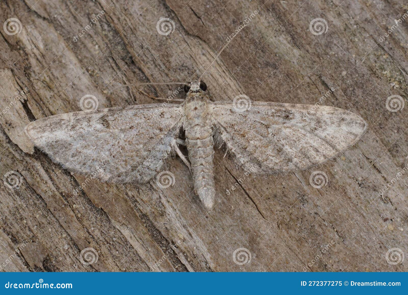 Closeup on the Small Angle-barred Pug , Eupithecia Innotata, Geometer ...