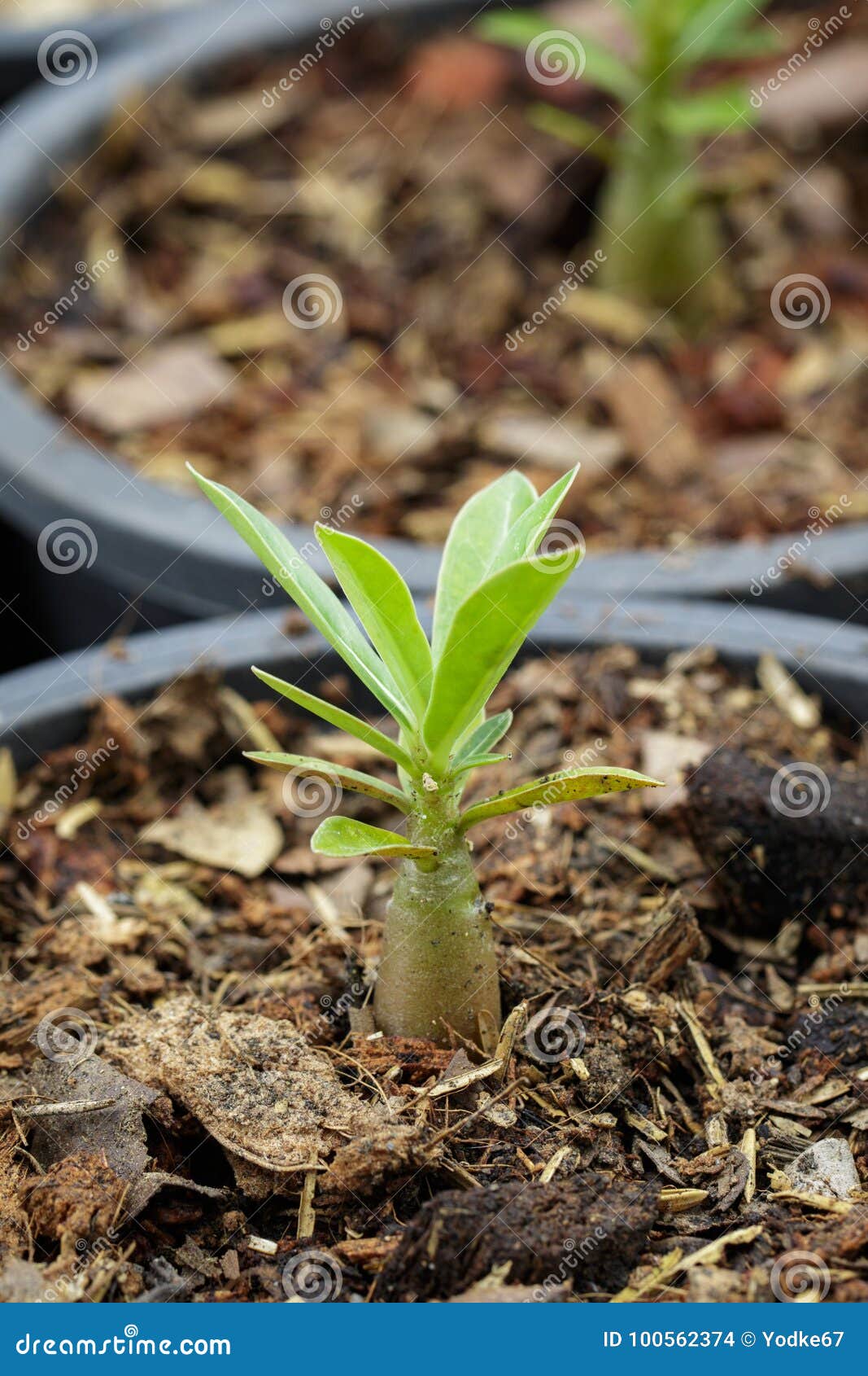 Closeup of Small Azalea Saplings in Pots Stock Photo - Image of garden ...