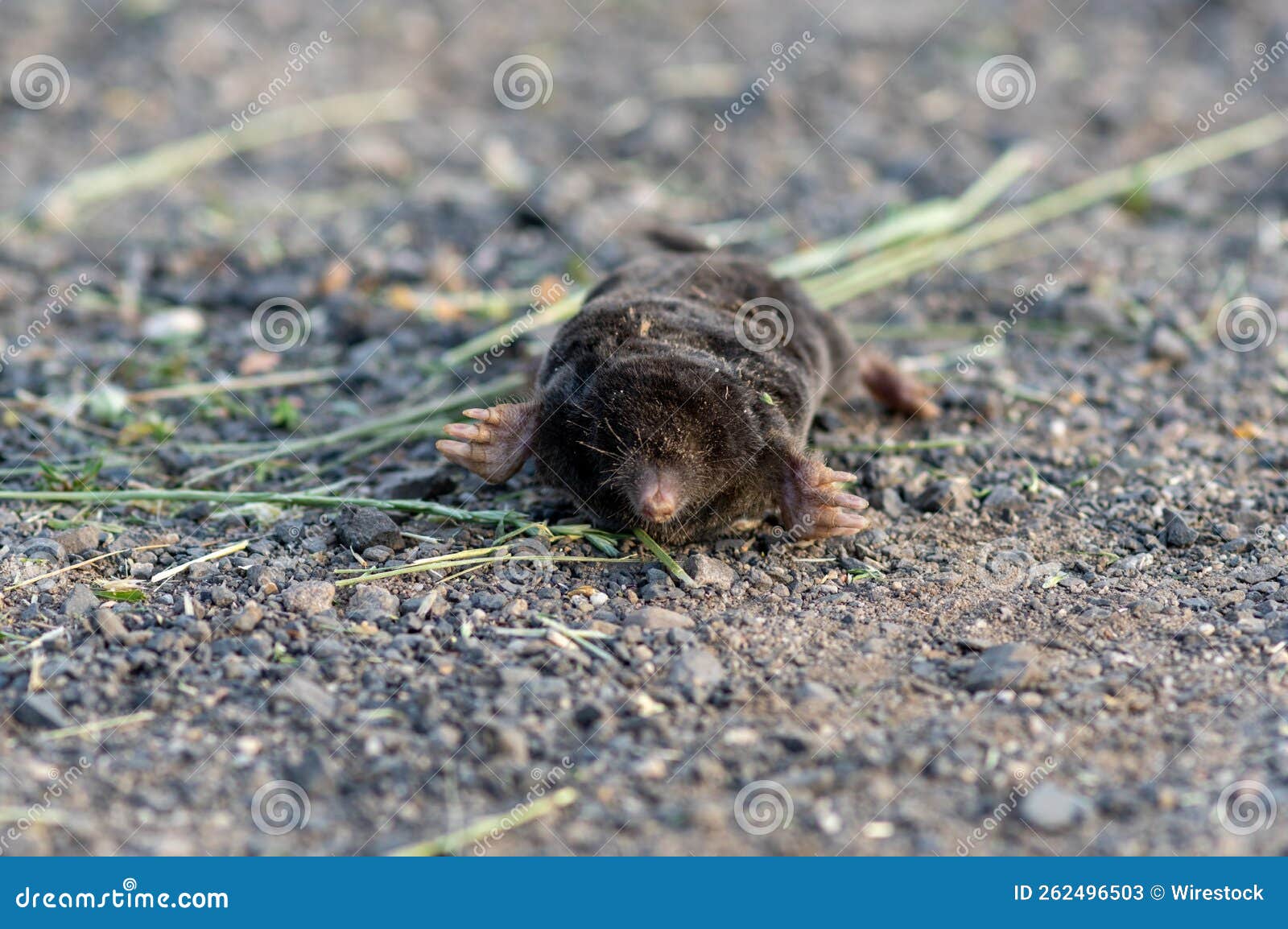Closeup of a Small Black Eastern Mole on the Ground Stock Image - Image ...
