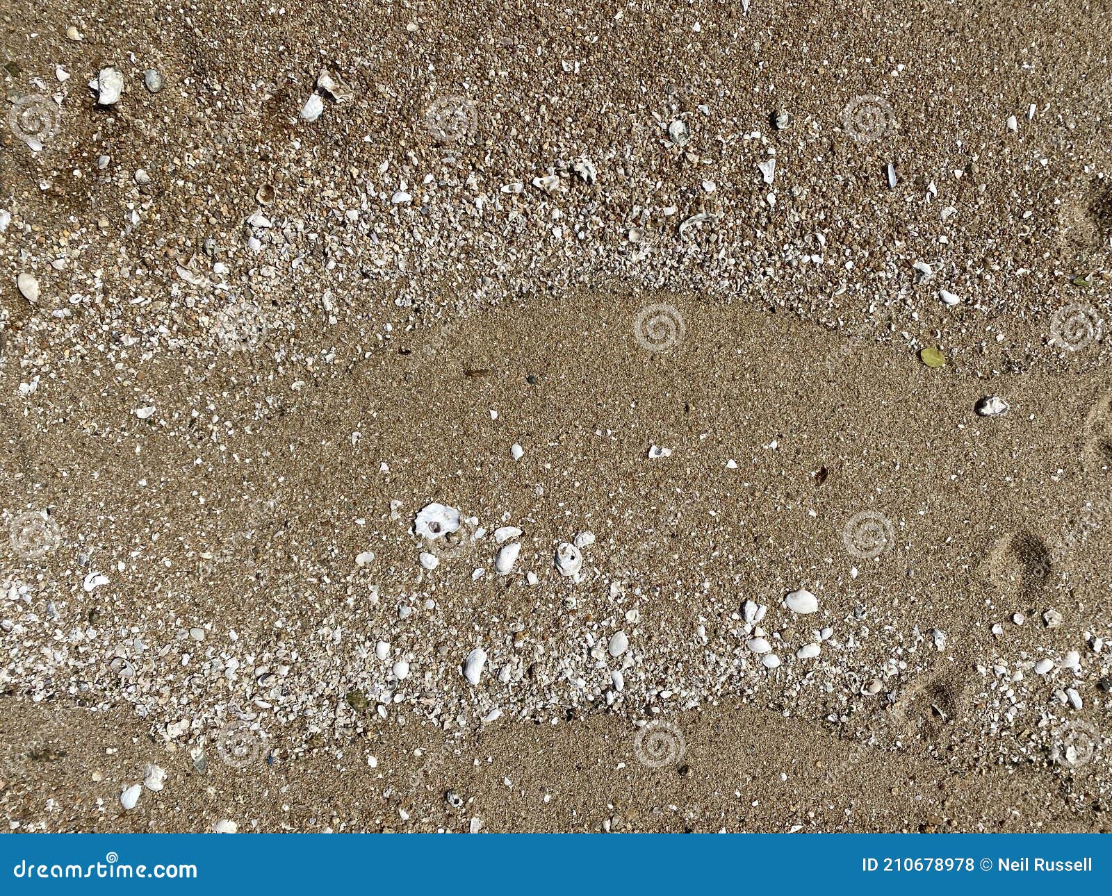 Broken Shells on Beach stock photo. Image of natural - 210678978