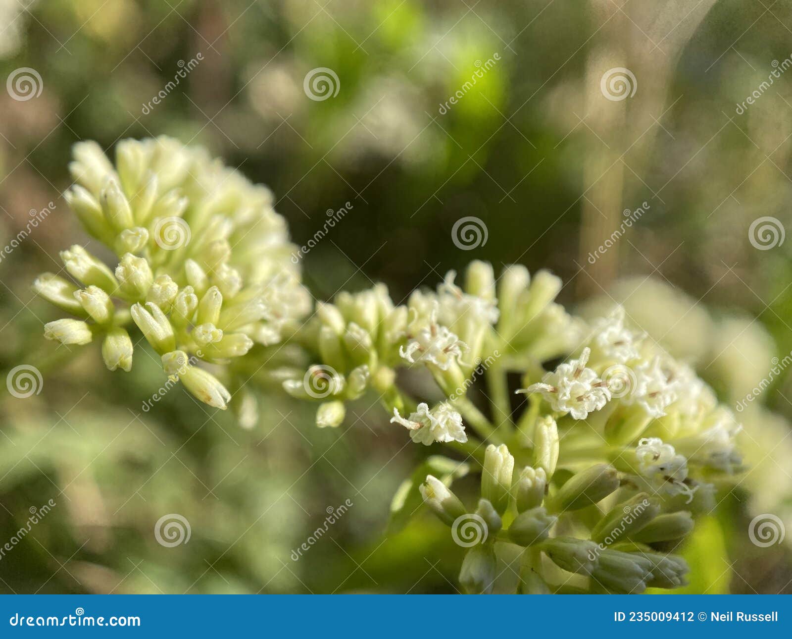Small Budding White Flowers Stock Photo - Image of coloured, flowers ...