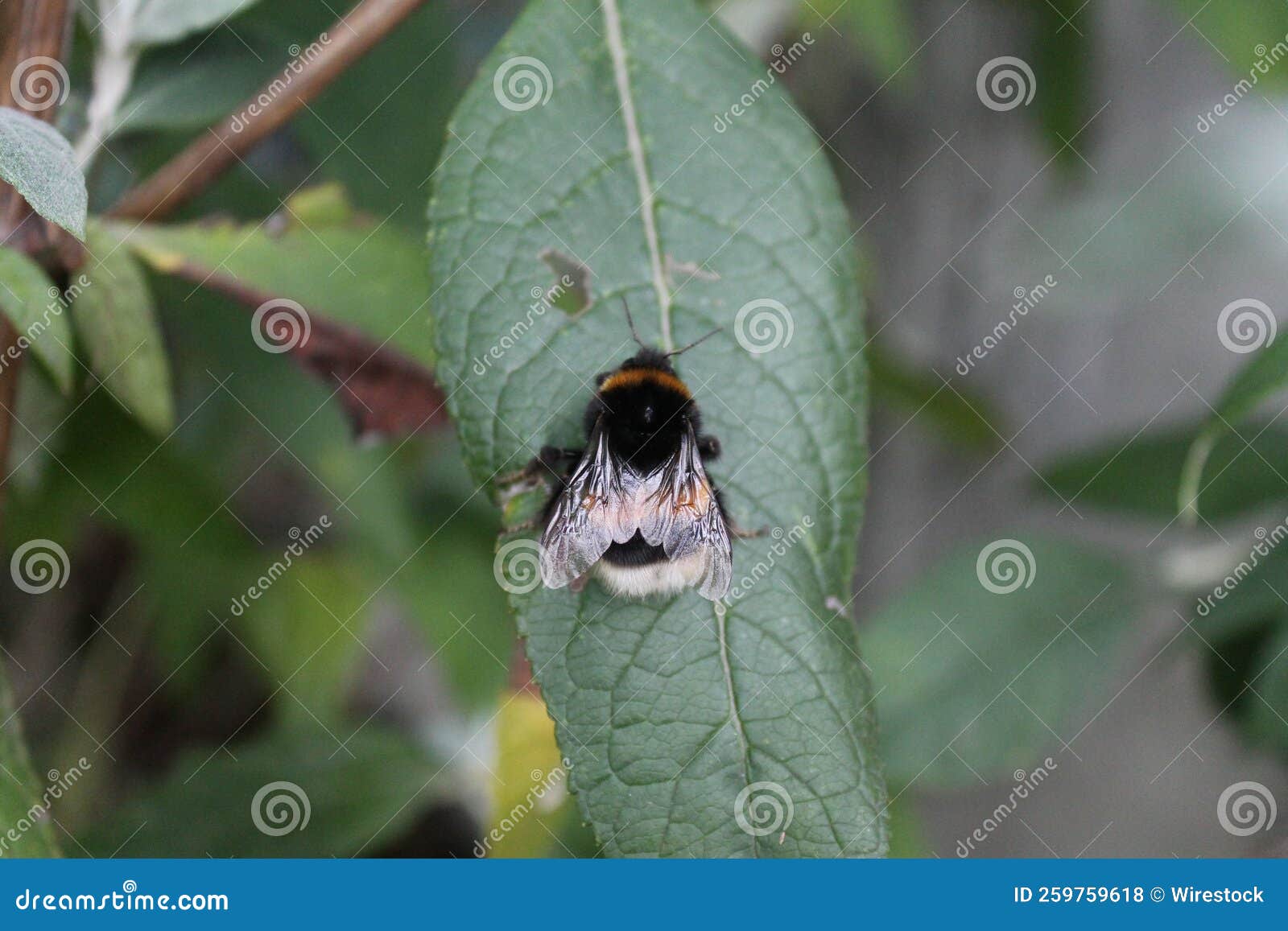 Closeup of a Small Bumblebee on the Green Leaf Stock Photo - Image of ...