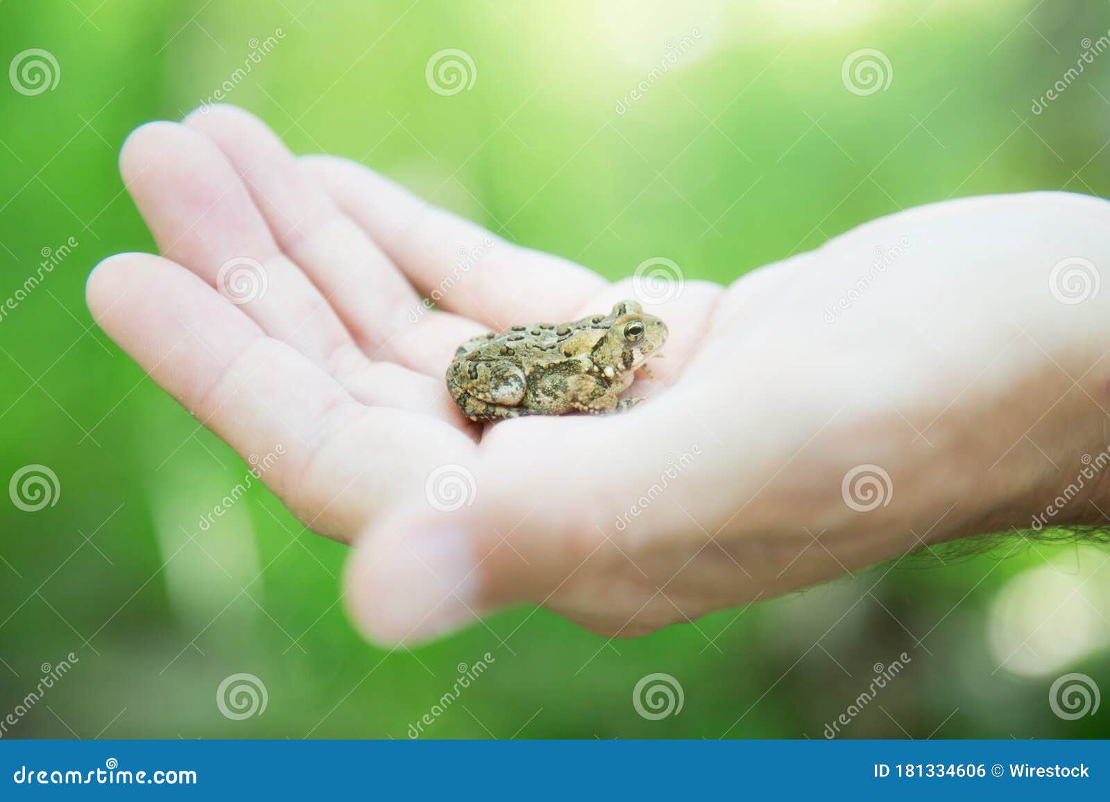 Closeup of a Small California Toad in the Hand of a Person Under the ...