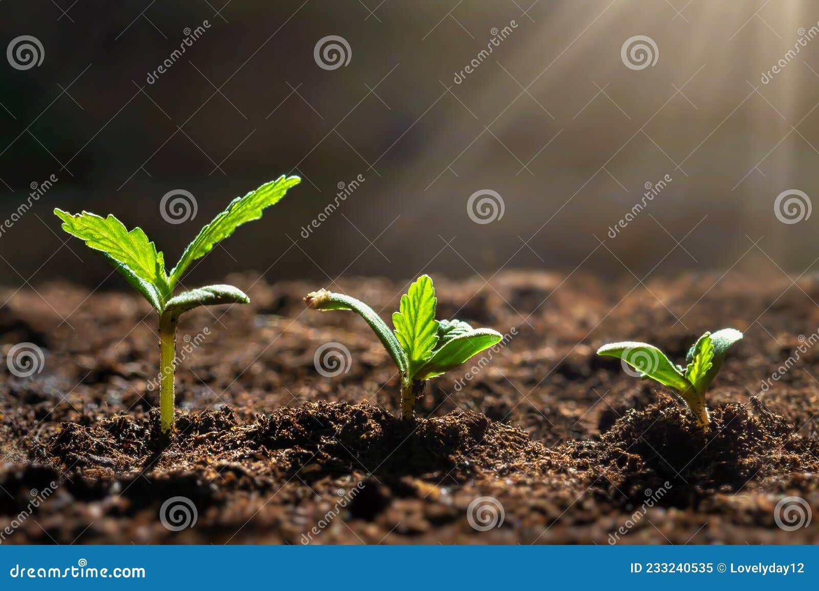 Closeup Small Cannabis Tree from Seed Growth Step in Garden Stock Image ...