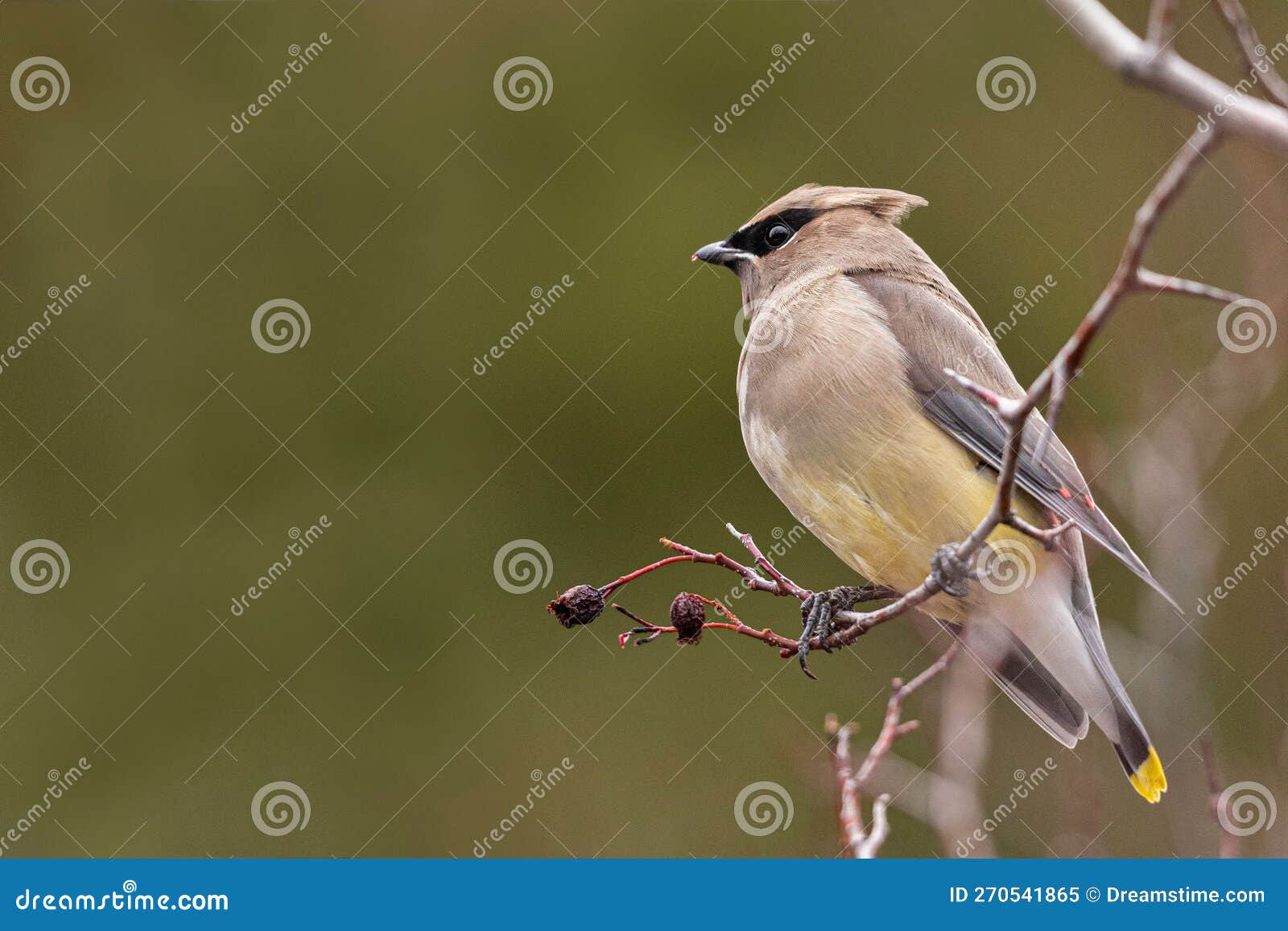 Closeup of a Small Cedar Waxwing Bird Perched on a Tree Branch in a ...