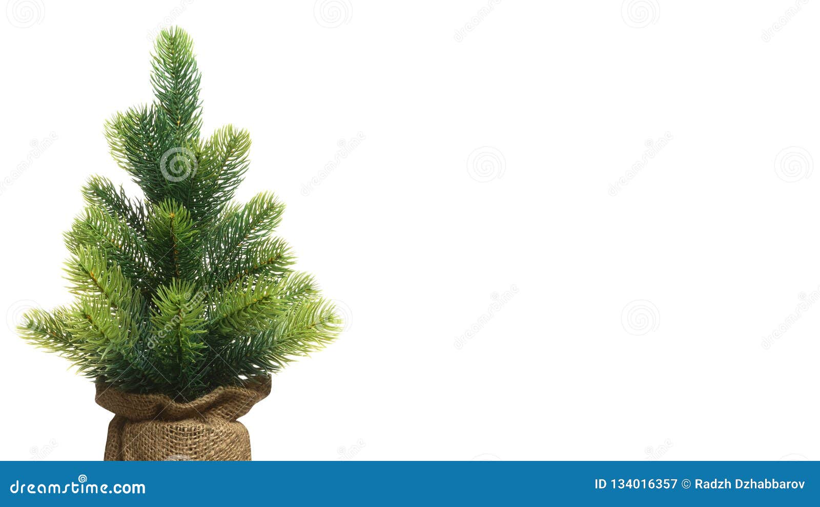 Closeup Small Christmas Green Tree Empty without Decorations in a Pot ...