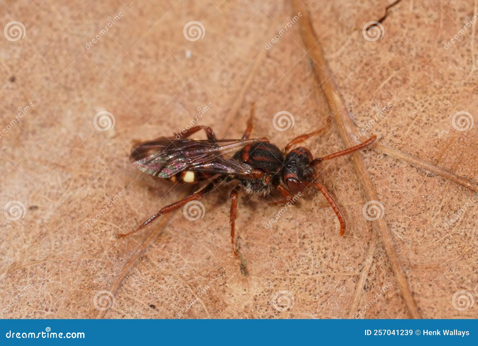 Closeup on a Small Colorful Red Large Bear-clawed Nomad Bee, Nomada ...