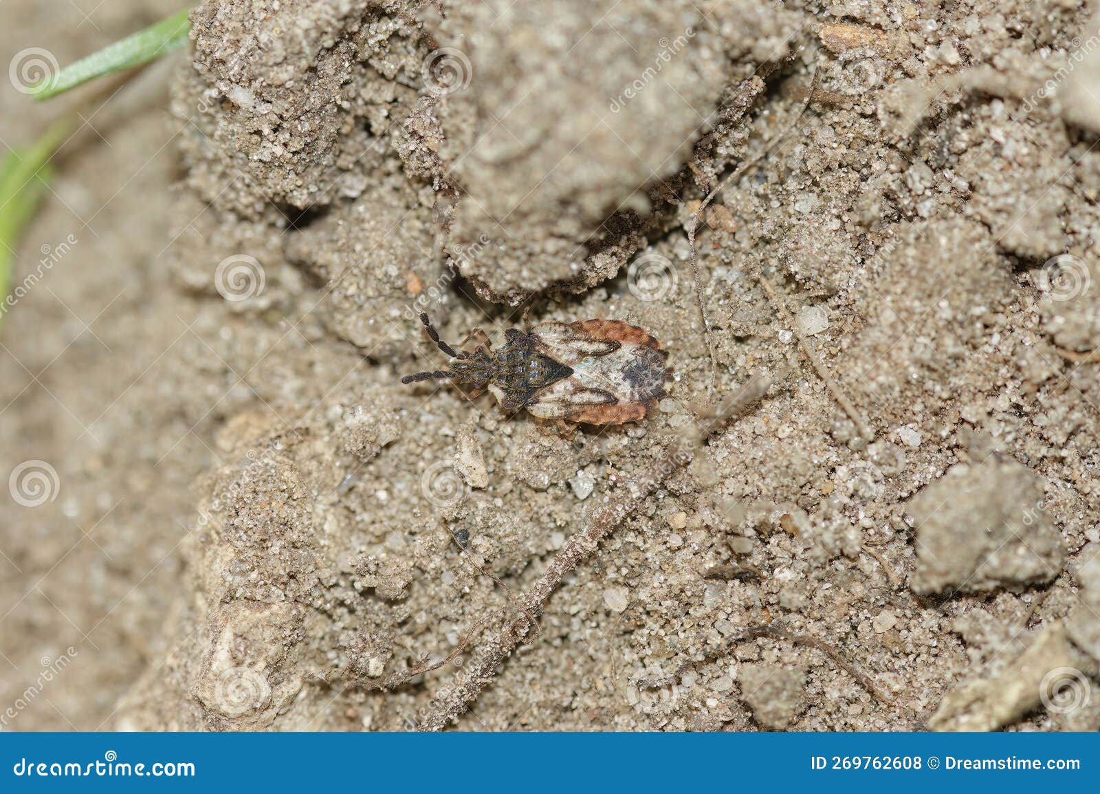 Closeup on a Small Common Flatbug, Aradus Depressus on the Soil Stock ...
