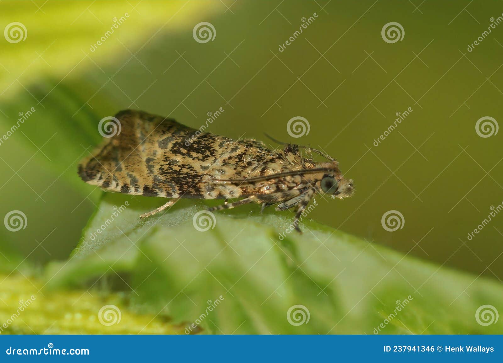 Closeup on a Small Common Marble Moth, Celypha Lacunan Sitting on a ...