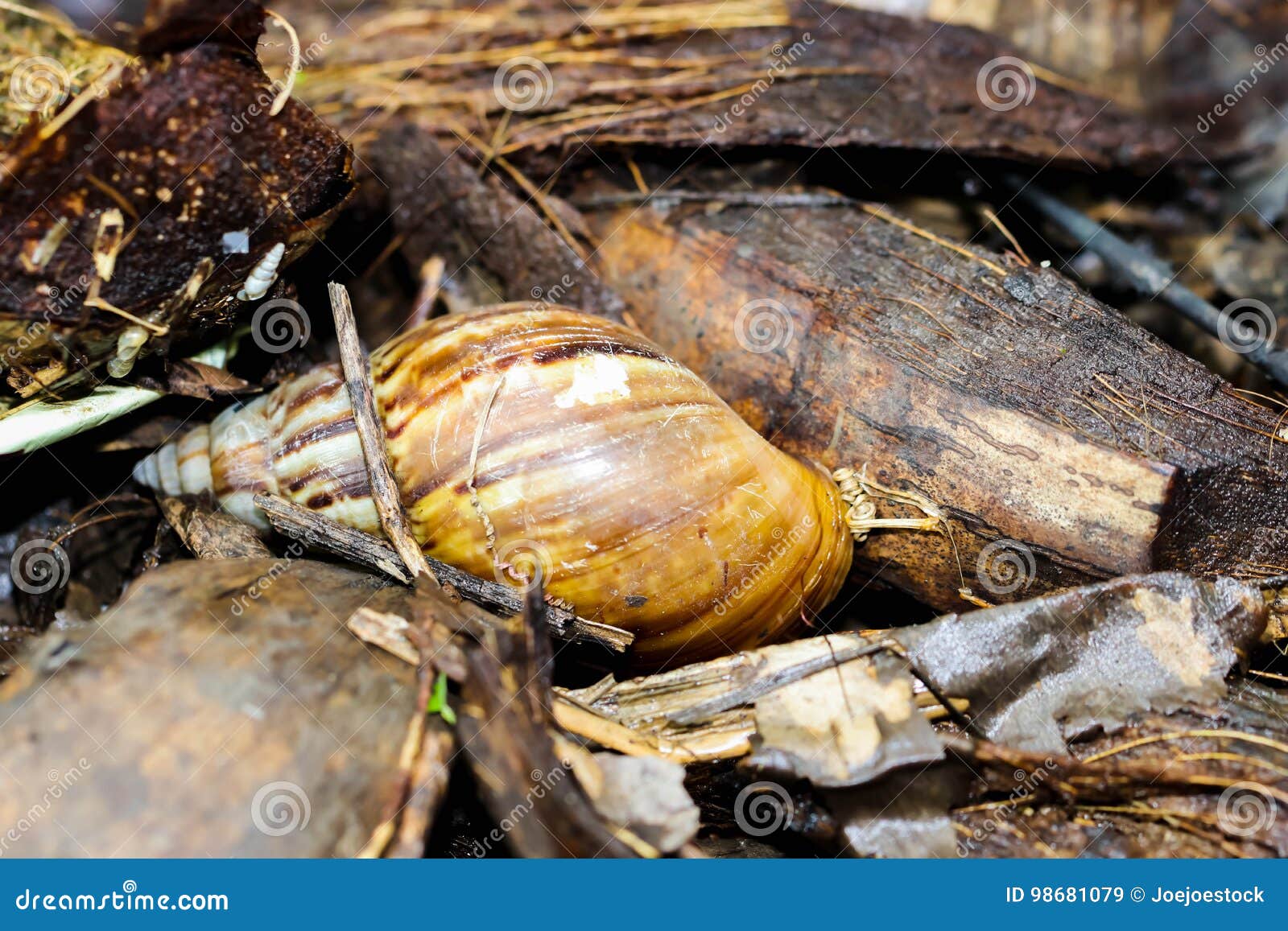 Closeup of Small Conch Shell on the Floor Stock Image - Image of conch ...