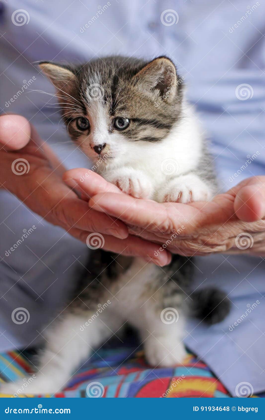 Closeup of Small Cute Gray Kitten in Female Hands Stock Photo - Image ...