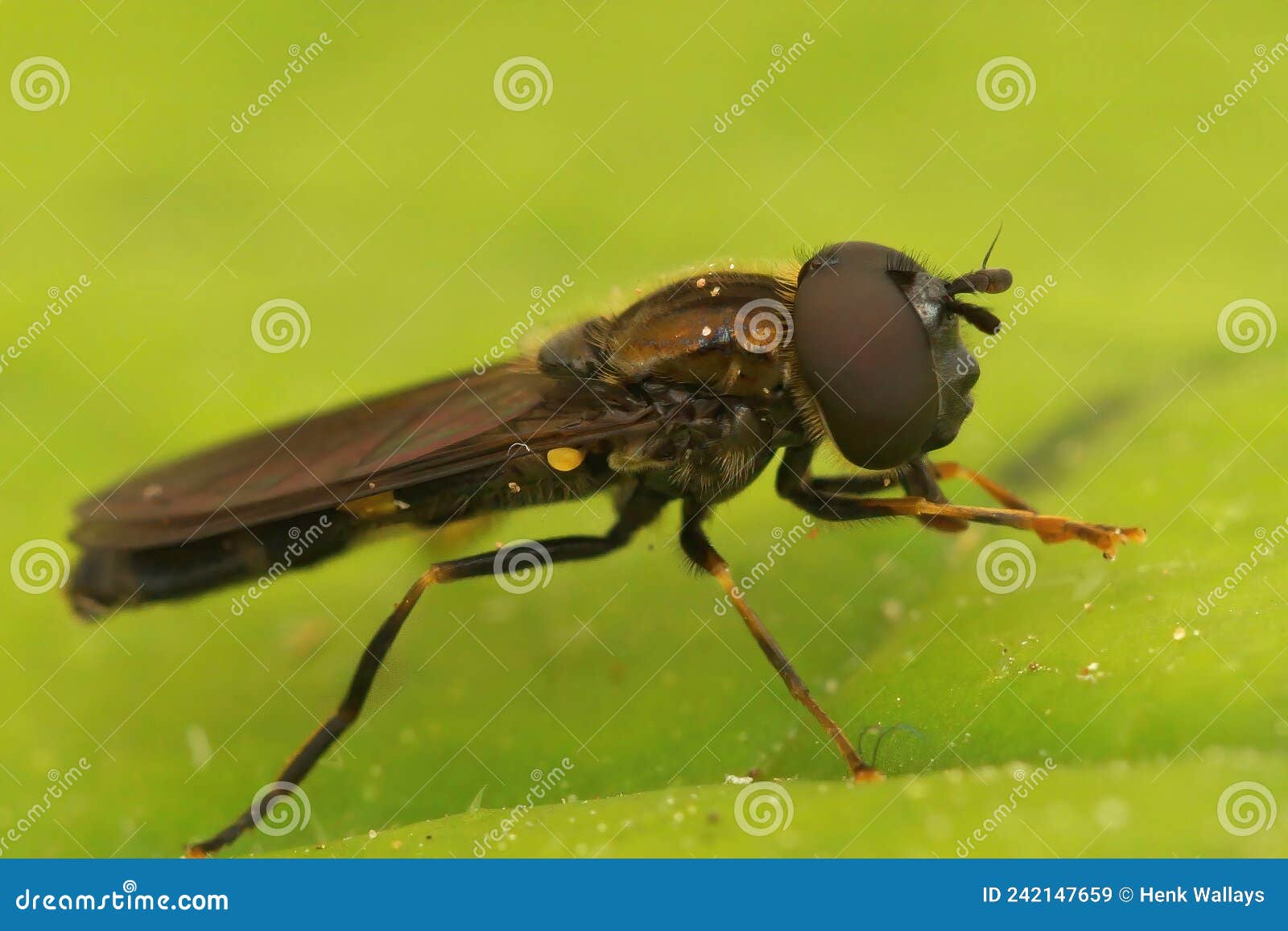 Closeup on a Small Dark Hoverfly, Pyrophaena Rosarum, Sitting on a Green Leaf Stock Image ...