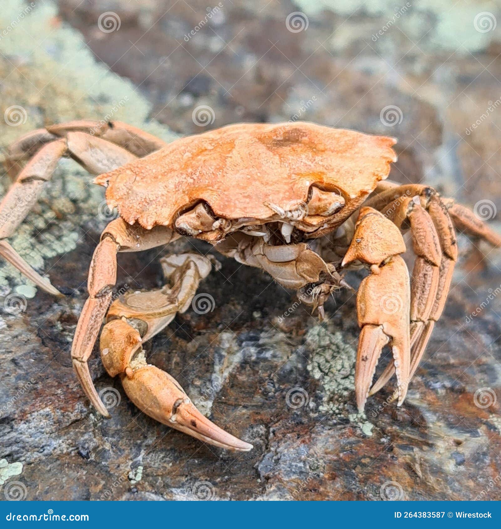 Closeup of a Small Dead Crab with an Orange Shell Stock Image - Image ...
