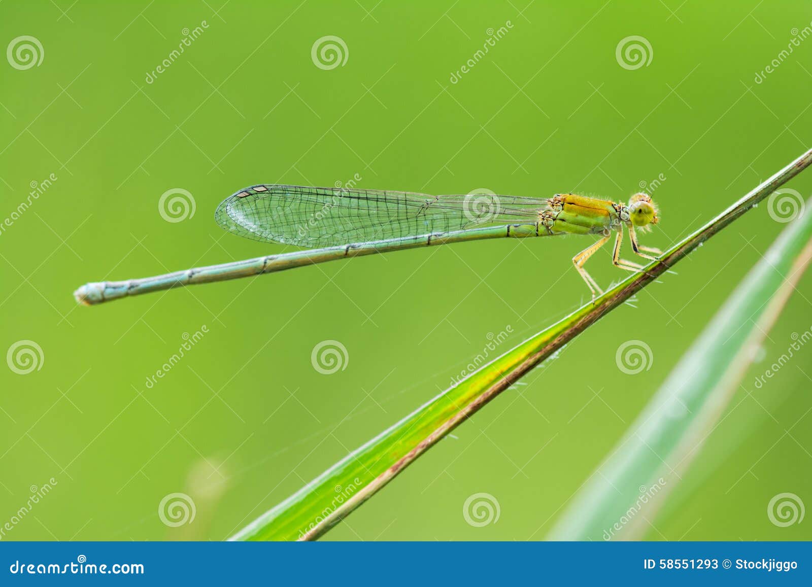 Closeup Small Dragonfly in Nature Stock Image - Image of garden ...