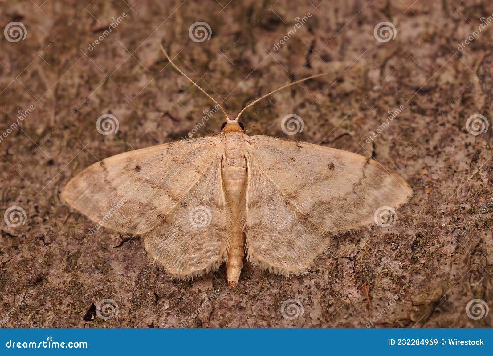 Closeup on the Small Fan-footed Wave Moth, Idaea Biselata on a Stock ...
