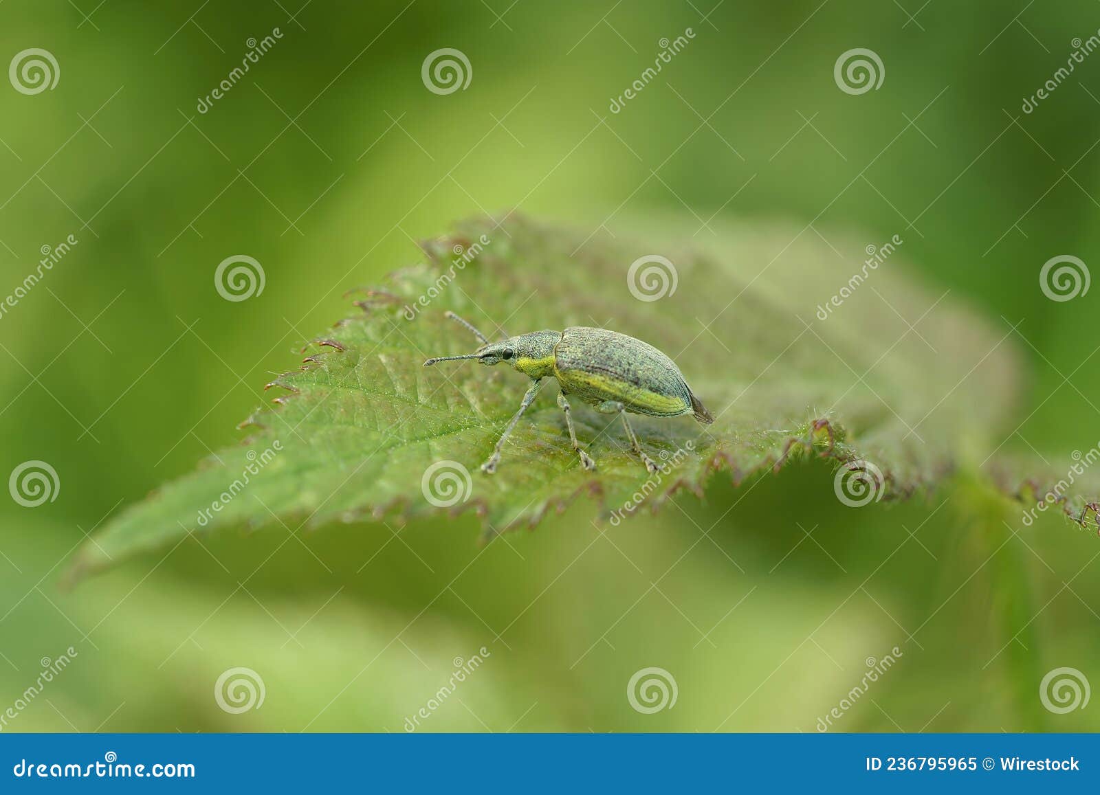 Closeup on a Small Green Striped Weevil, Chlorophanus Viridis Stock ...
