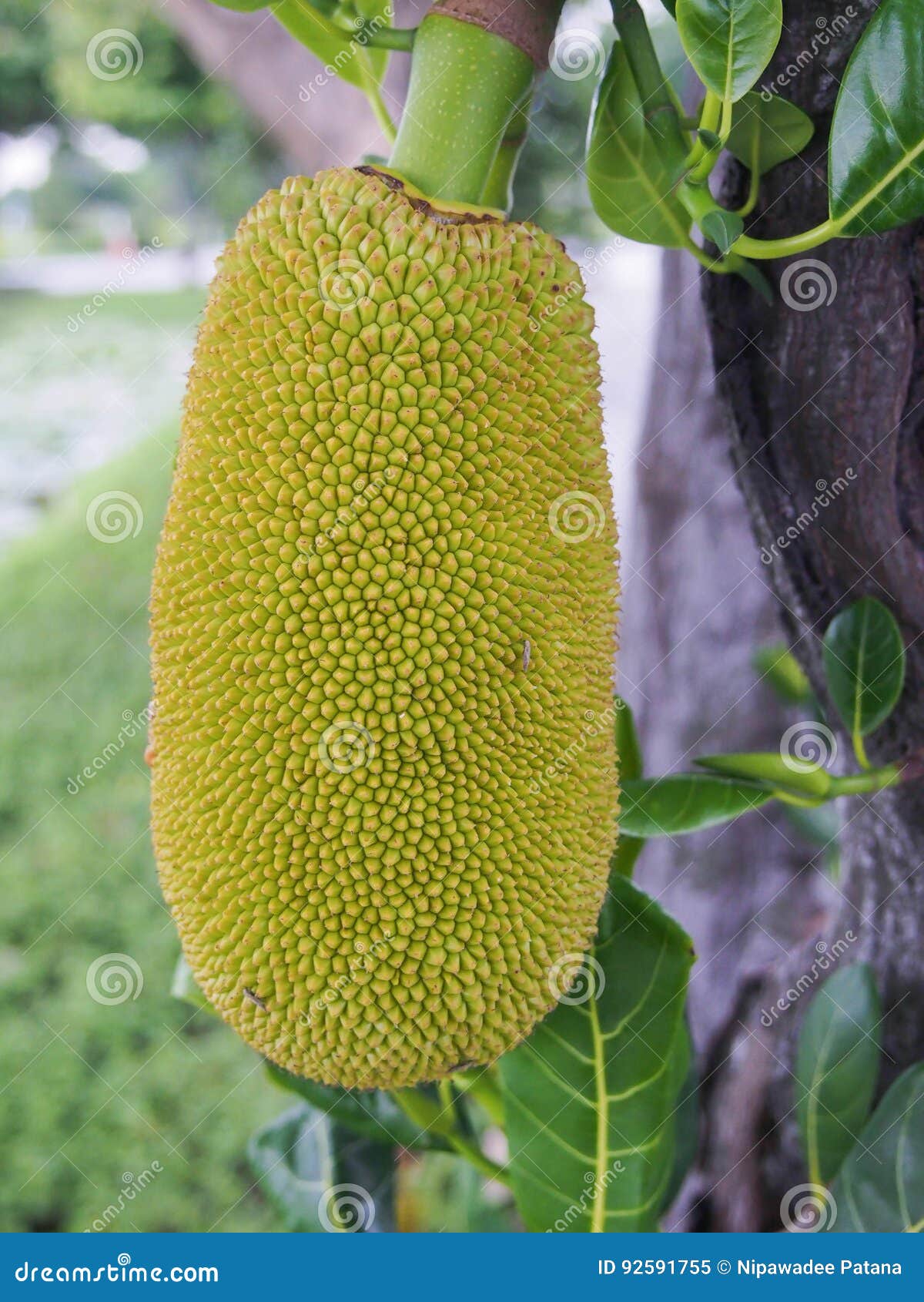 Closeup small jackfruit stock image. Image of growing - 92591755