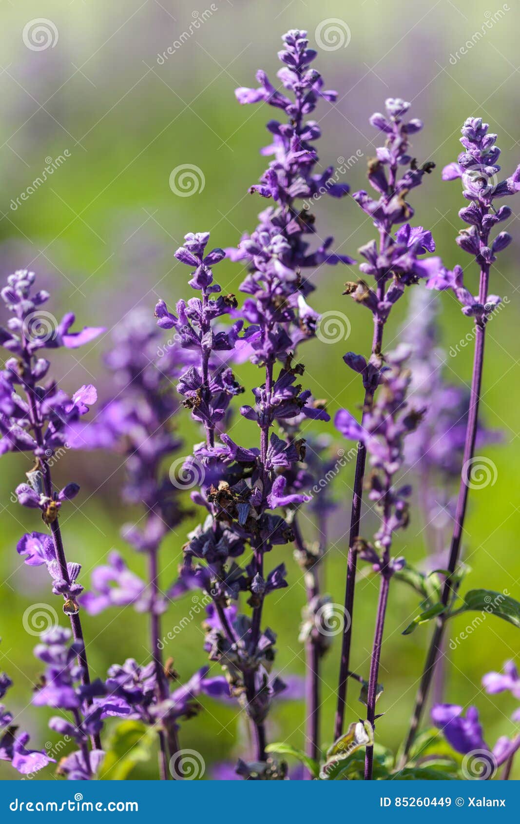 Macro of lavender flowers stock image. Image of flowers - 85260449