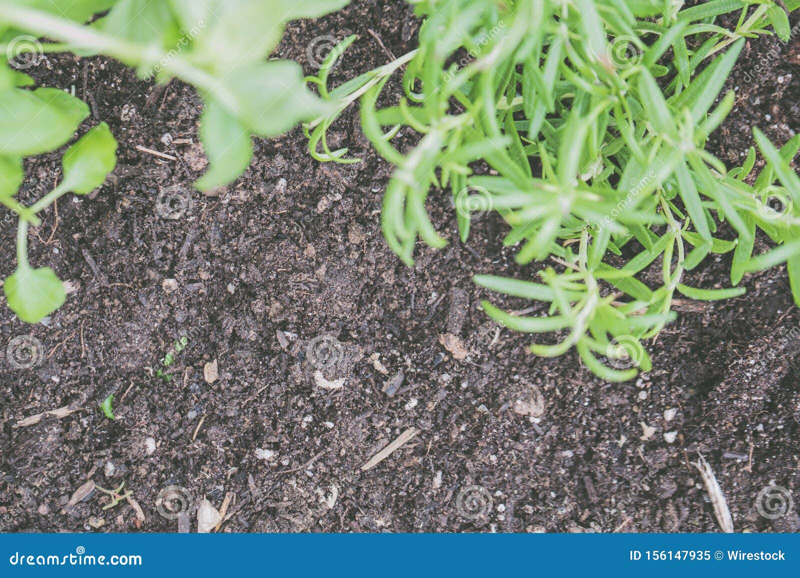 Small Leafy Plants With Beautiful Leaves And Stems Royalty-Free Stock ...