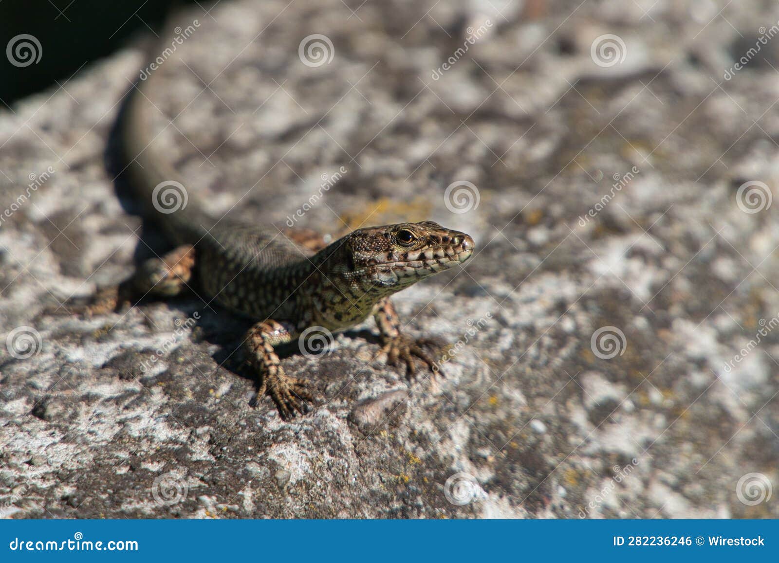 Closeup of a Small Lizard on a Stone Stock Photo - Image of slimy ...